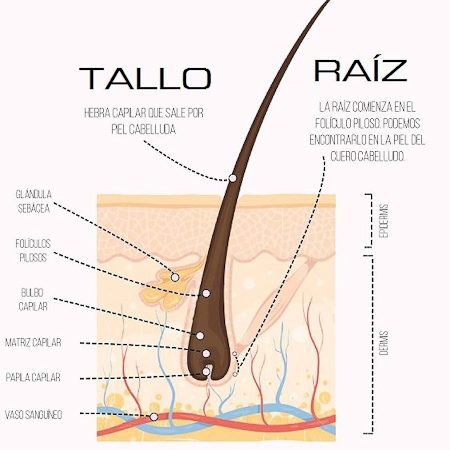 Curso de cuidado del cabello #1. ¿Qué es el cabello? - Pequeinados